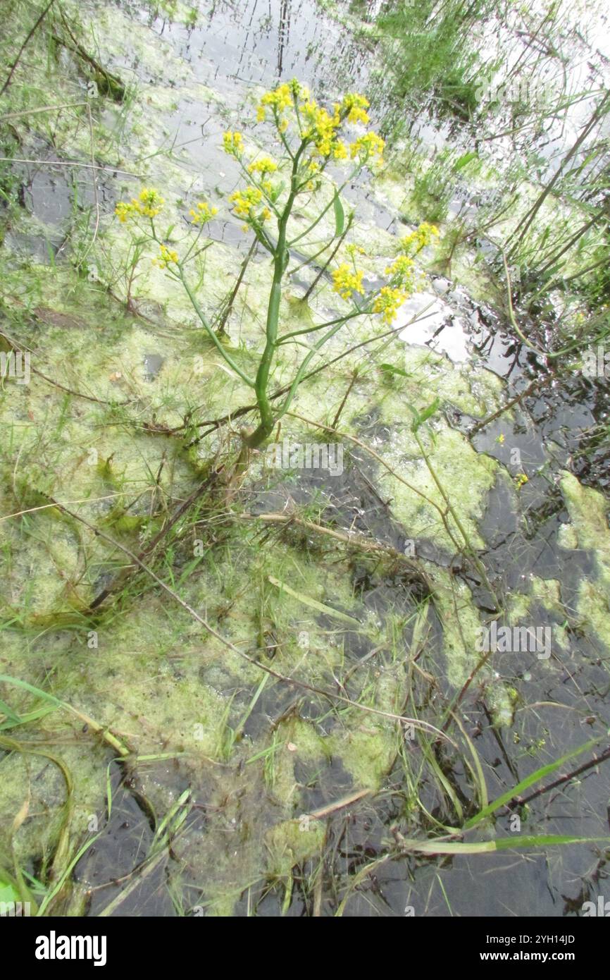 Amphibious Yellowcress (Rorippa amphibia Stock Photo - Alamy