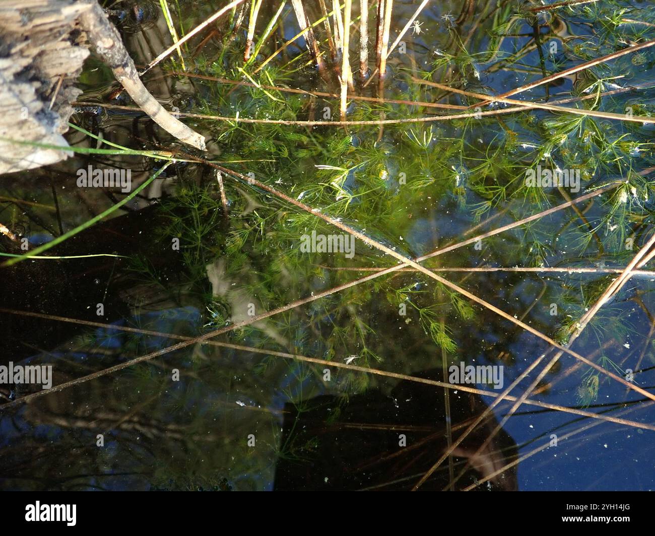 delicate stonewort (Chara virgata Stock Photo - Alamy