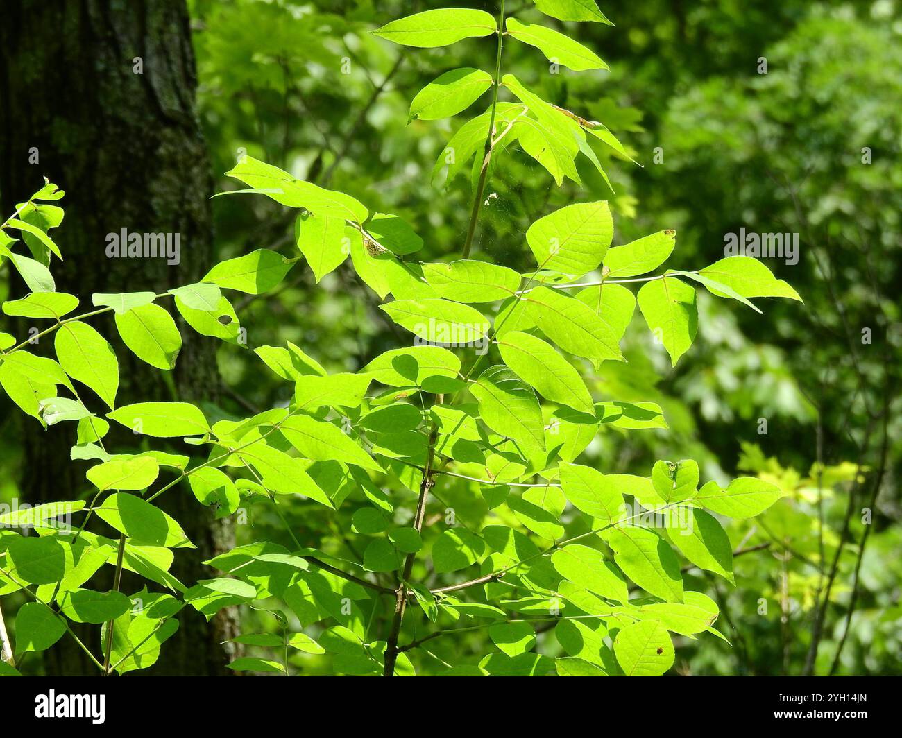 blue ash (Fraxinus quadrangulata Stock Photo - Alamy