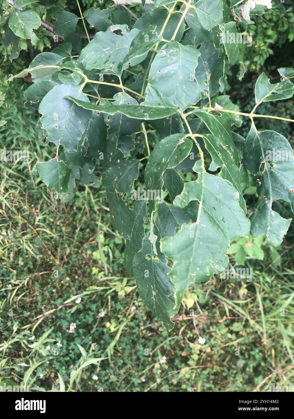 pumpkin ash (Fraxinus profunda Stock Photo - Alamy