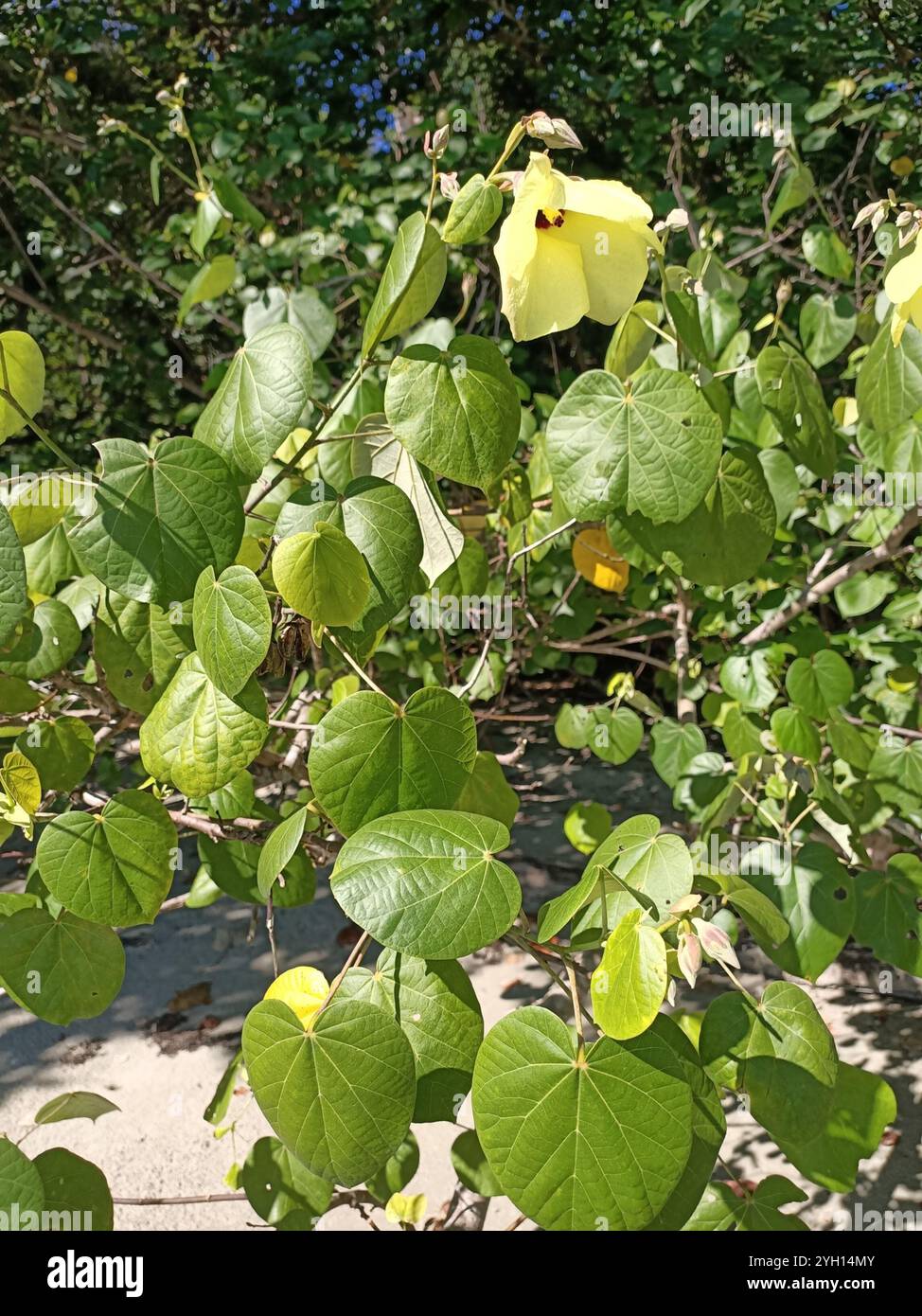 sea hibiscus (Hibiscus tiliaceus Stock Photo - Alamy