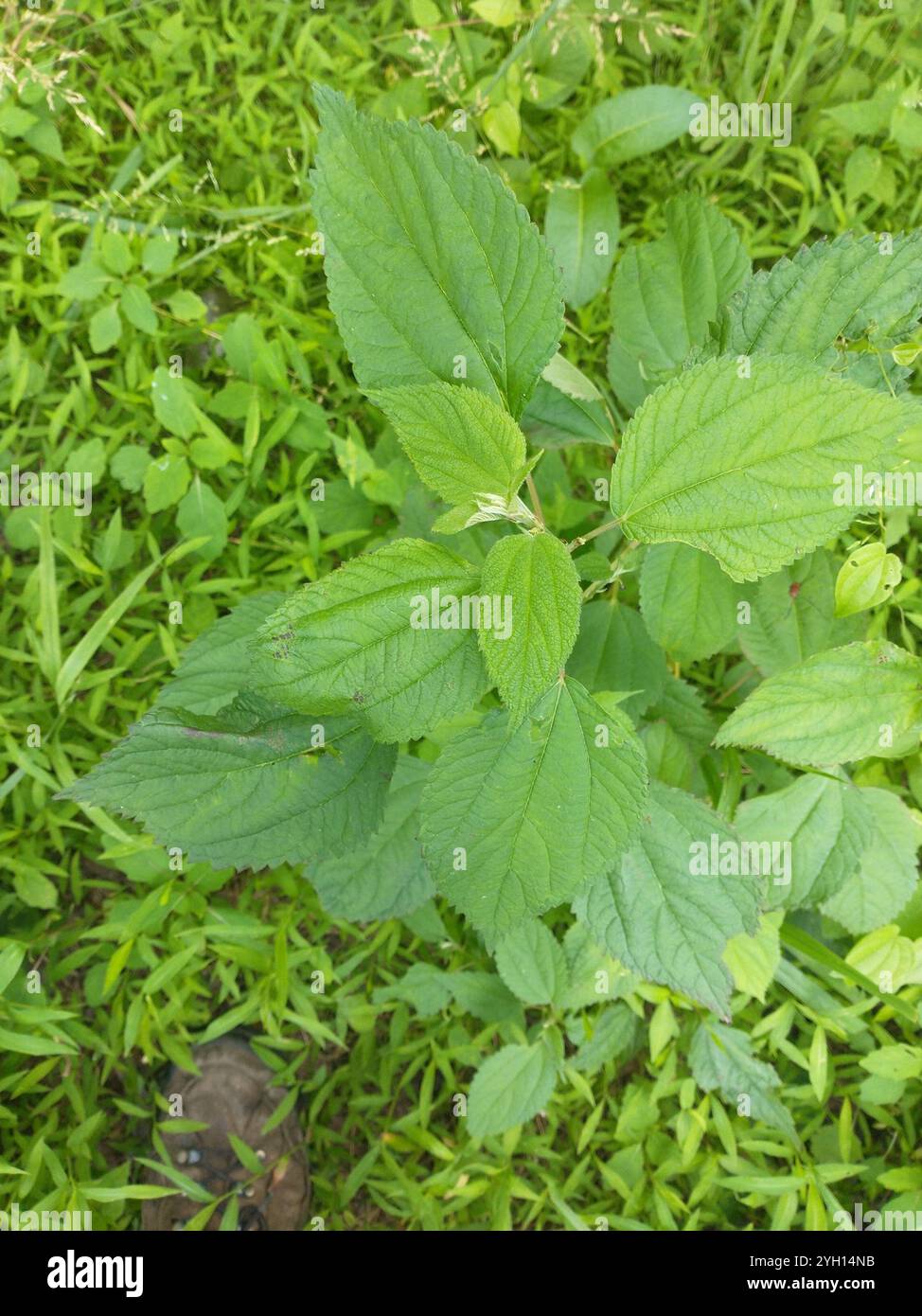 false nettle (Boehmeria cylindrica Stock Photo - Alamy