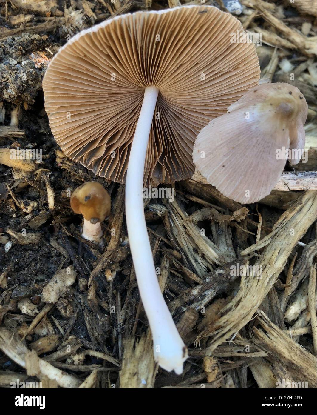 Bolbitius coprophilus hi-res stock photography and images - Alamy