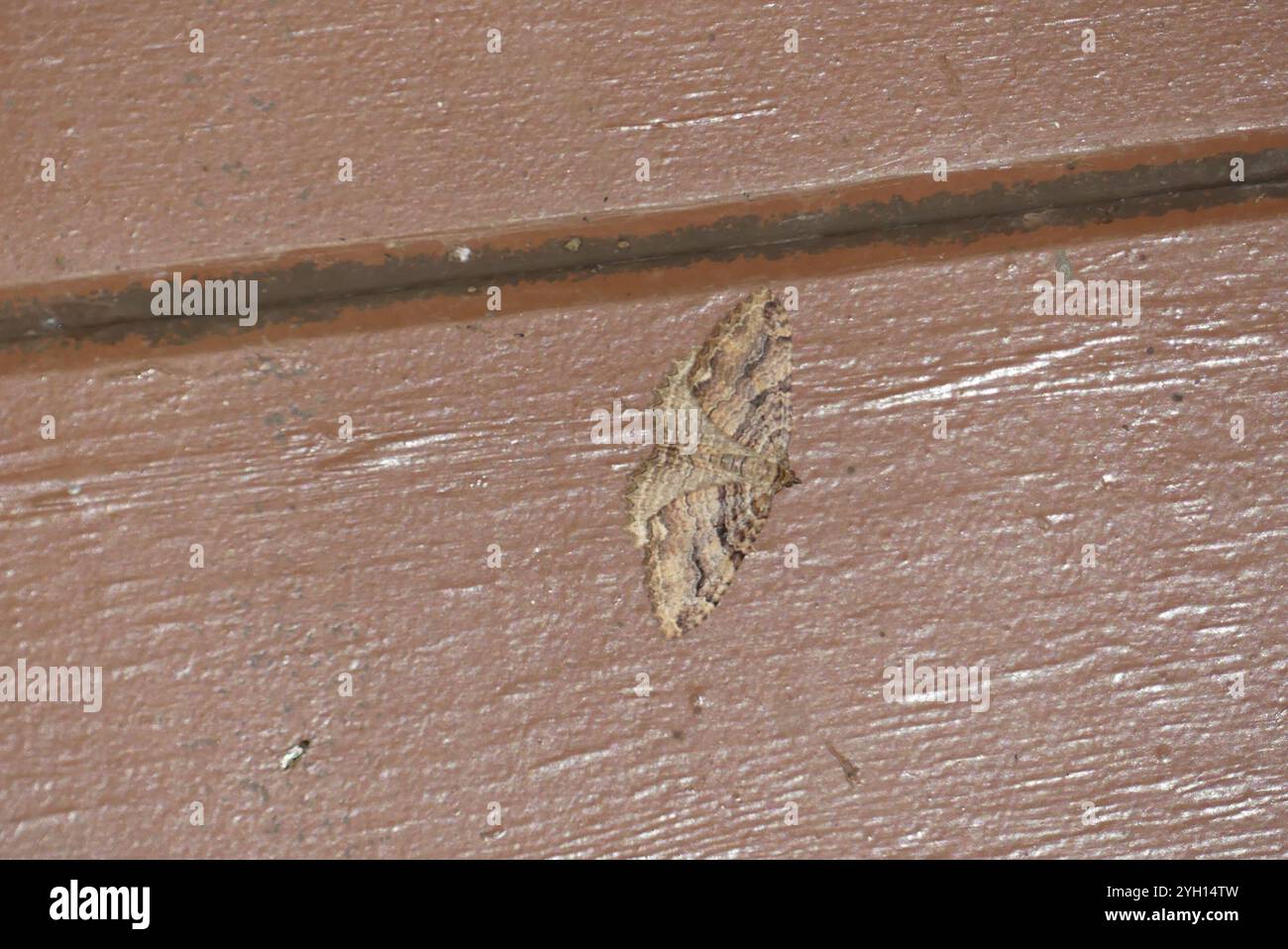 Tissue Moth (Triphosa haesitata Stock Photo - Alamy
