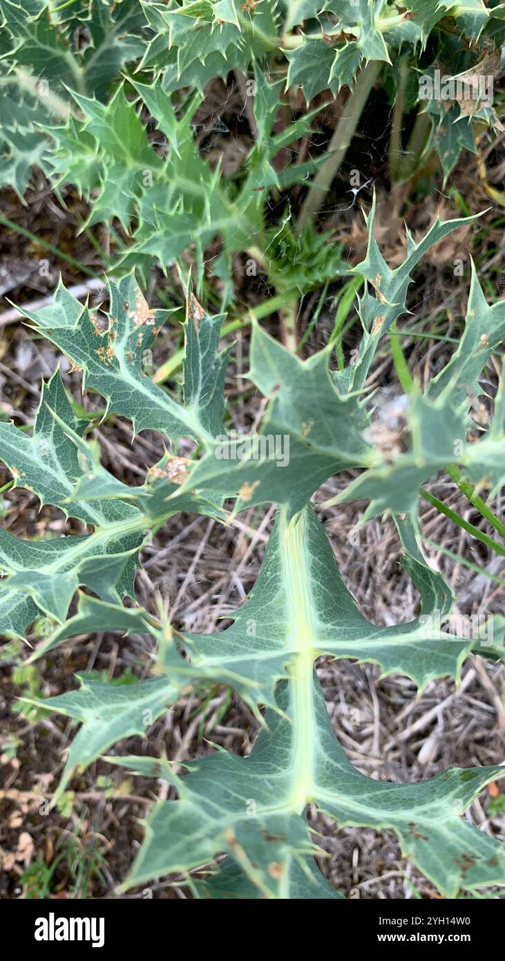Field Eryngo (Eryngium campestre Stock Photo - Alamy