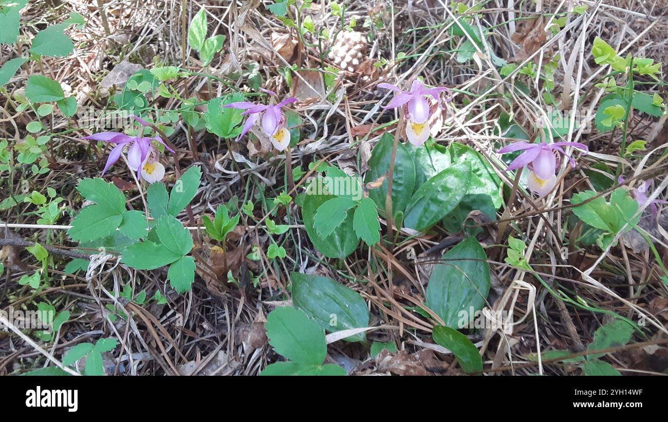 Eastern Fairy-slipper (Calypso bulbosa americana Stock Photo - Alamy
