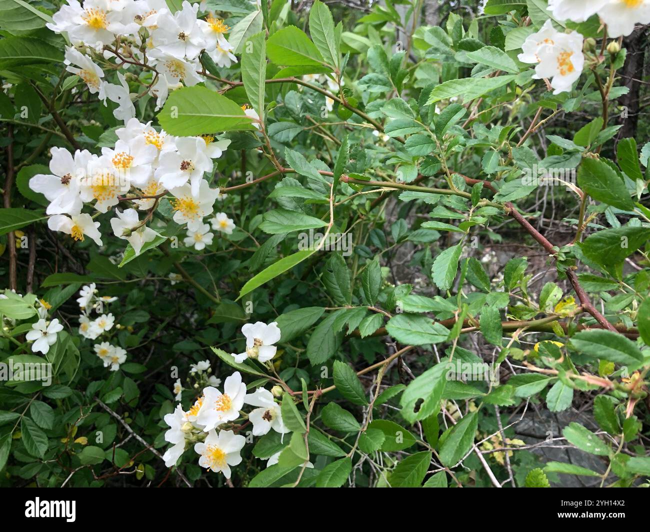 multiflora rose (Rosa multiflora Stock Photo - Alamy