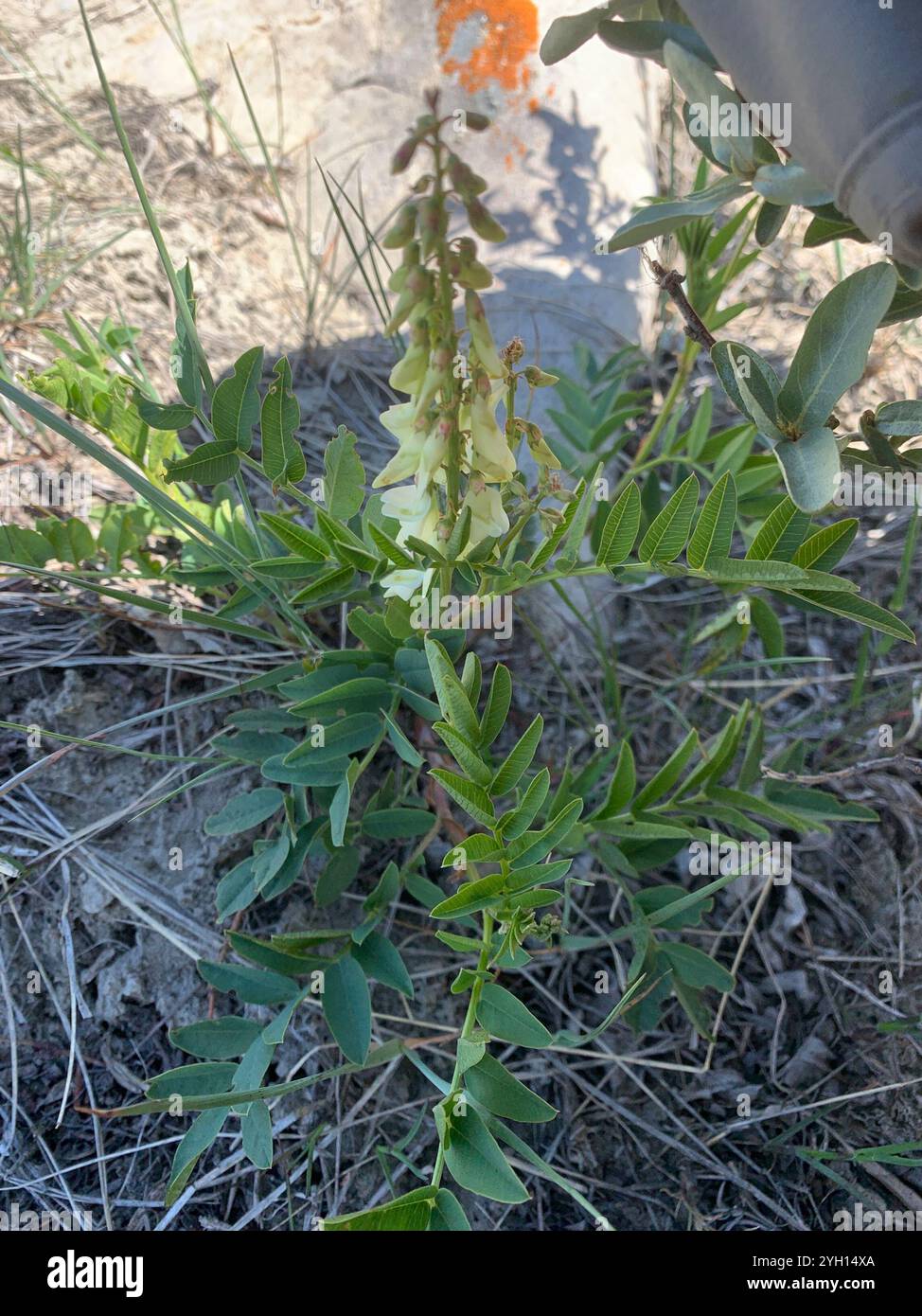 Yellow Sweet-vetch (Hedysarum sulphurescens Stock Photo - Alamy