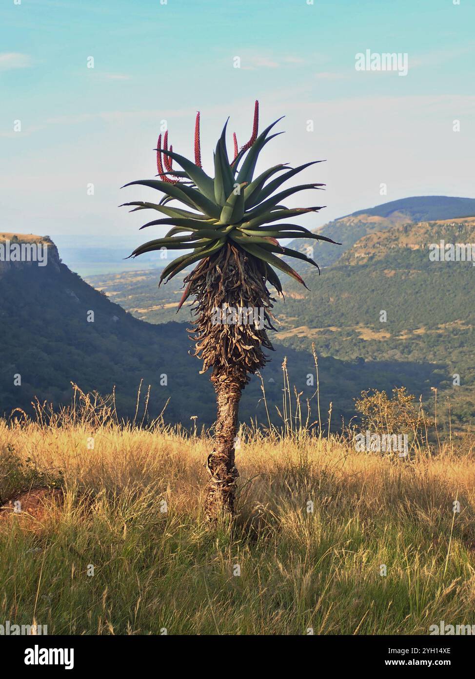 Candelabra Aloe (Aloe candelabrum Stock Photo - Alamy
