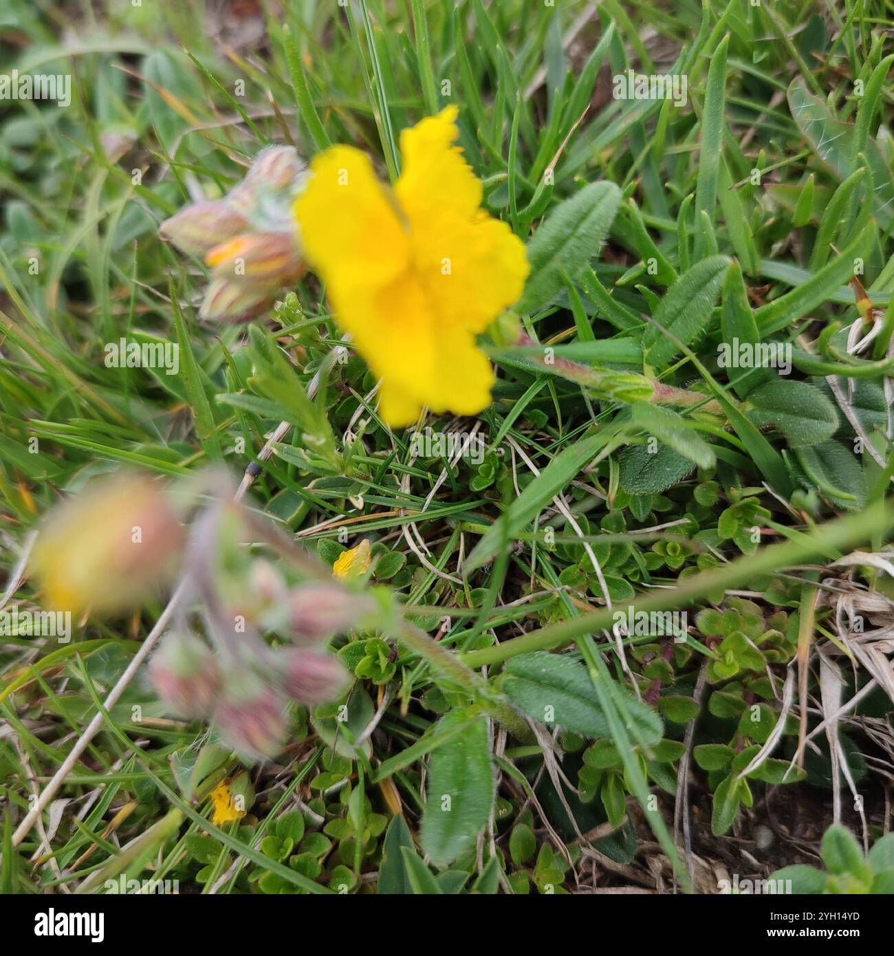 dwarf rock-roses (Helianthemum Stock Photo - Alamy