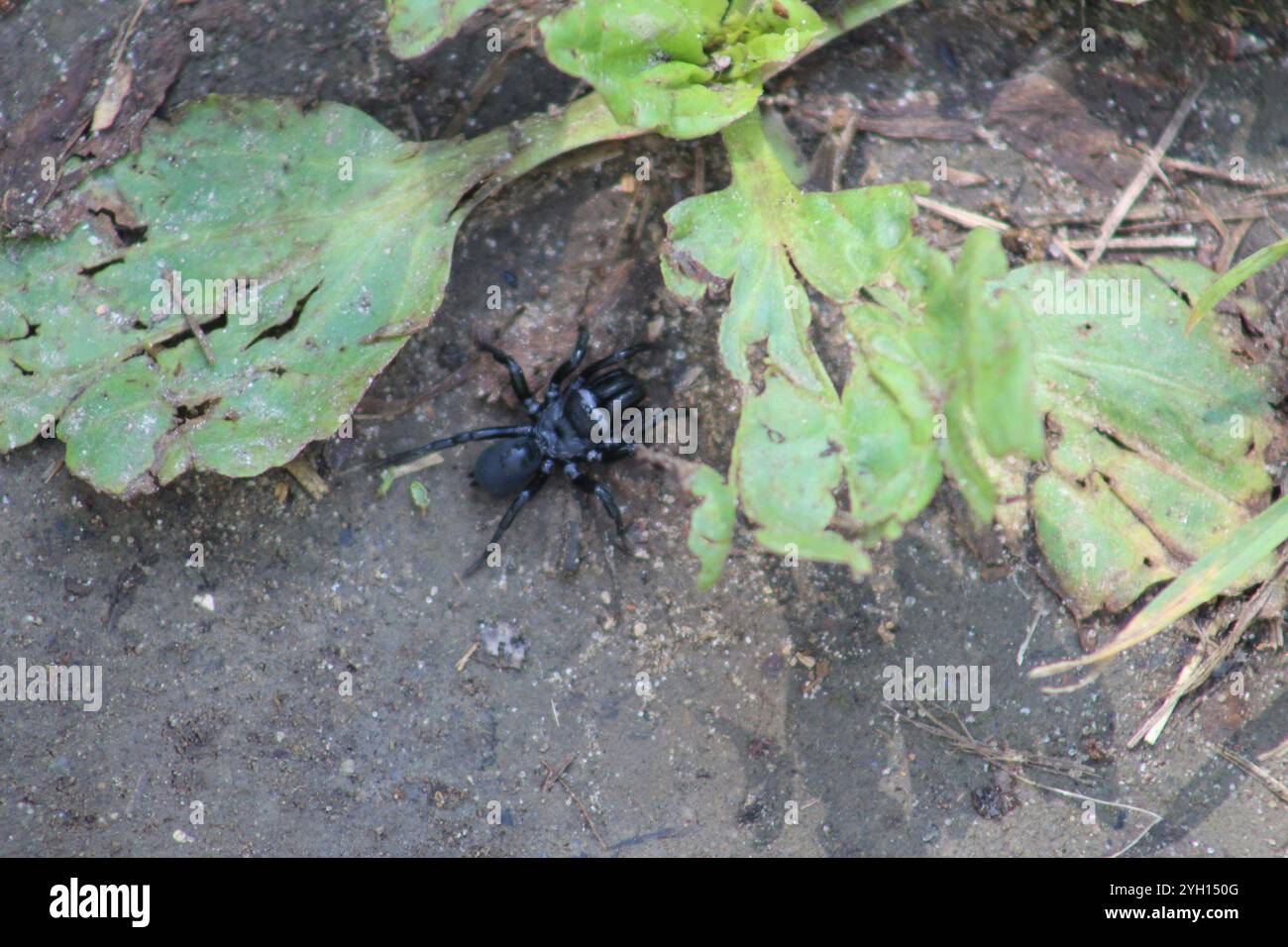 Purseweb spider hi-res stock photography and images - Alamy