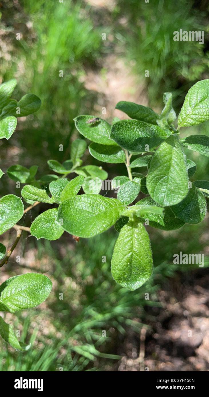 Eared Willow (Salix aurita Stock Photo - Alamy
