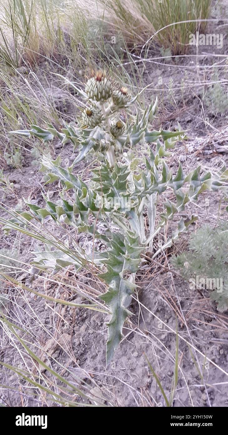 wavyleaf thistle (Cirsium undulatum Stock Photo - Alamy
