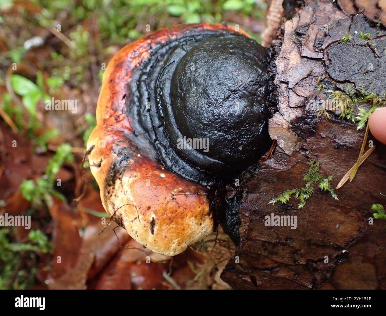 Red-banded Conks (Fomitopsis pinicola Stock Photo - Alamy