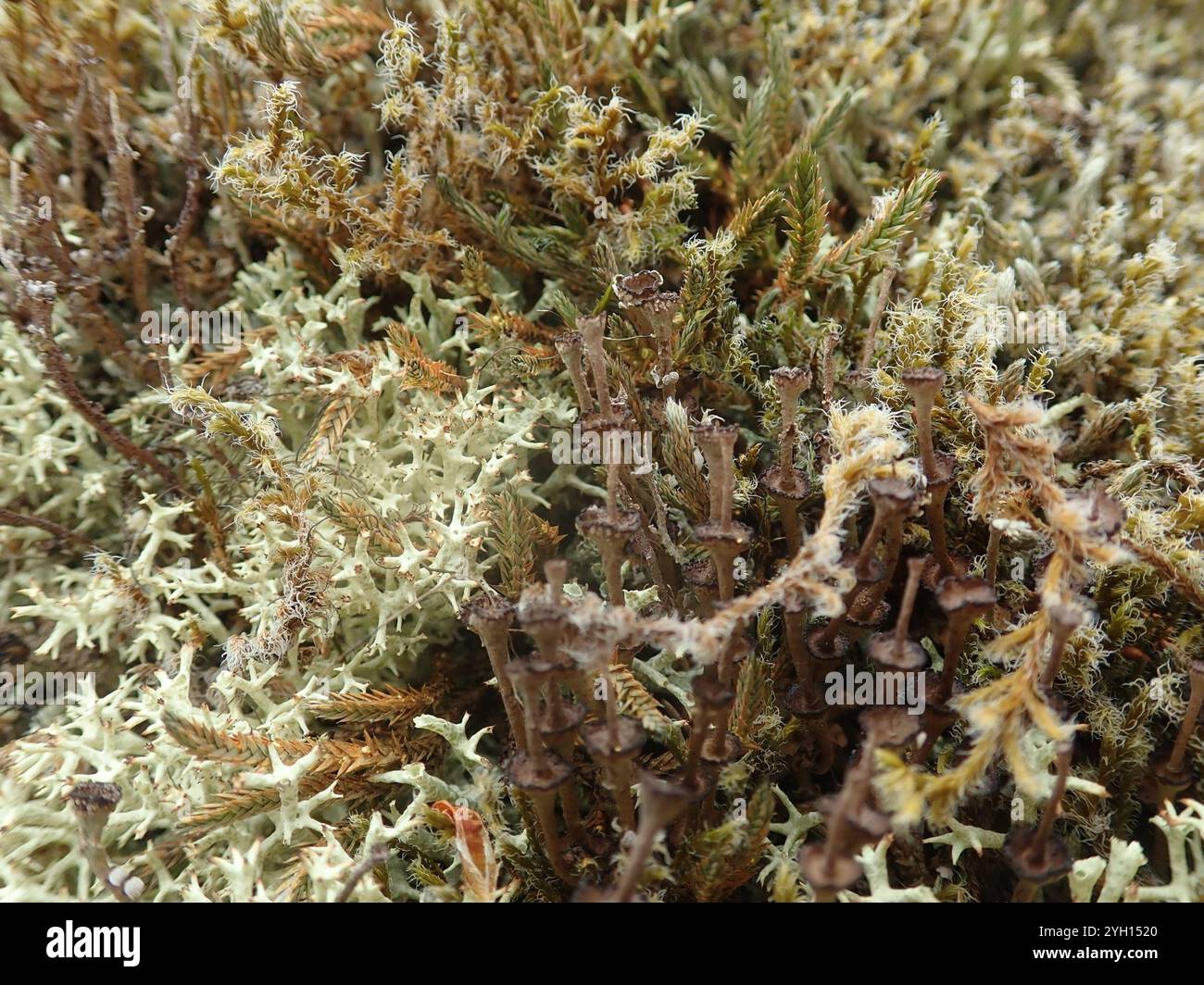 Cladonia verticillata hi-res stock photography and images - Alamy