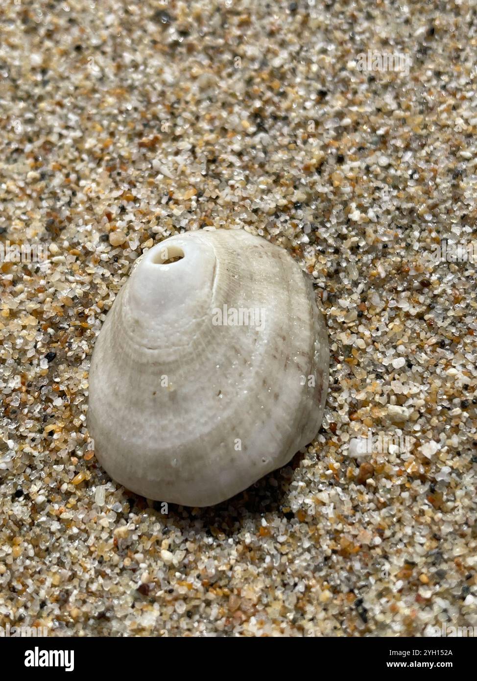 Diodora aspera hi-res stock photography and images - Alamy