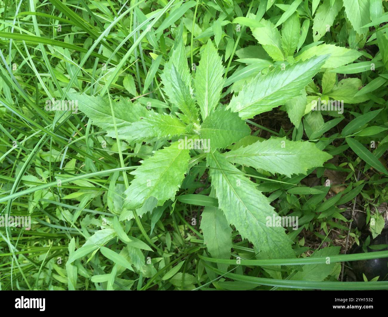 American burnweed (Erechtites hieraciifolius Stock Photo - Alamy