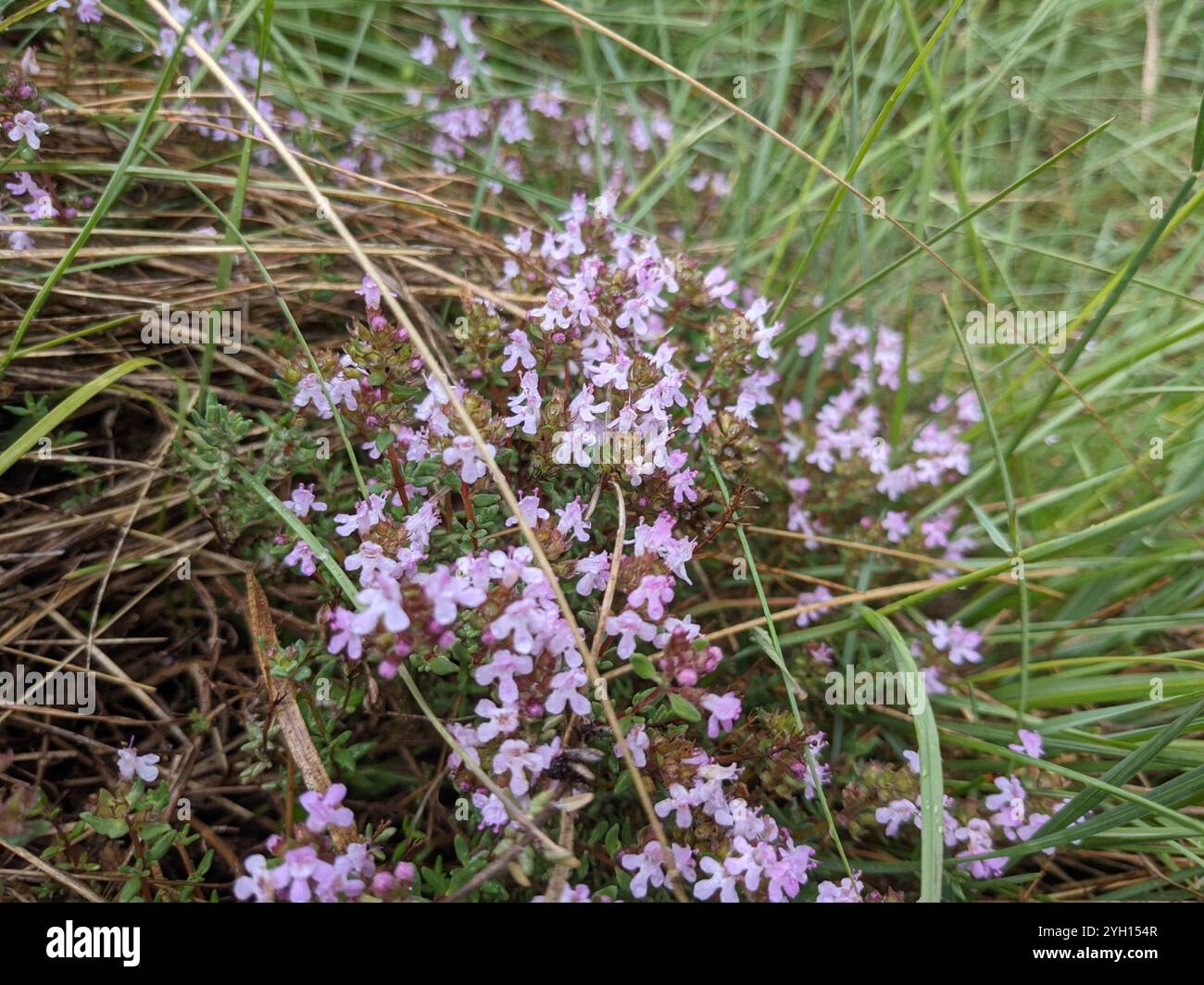 common thyme (Thymus vulgaris Stock Photo - Alamy