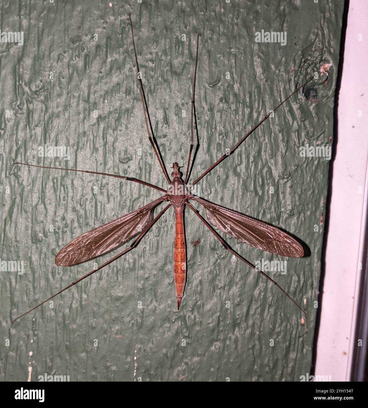 Giant Western Crane Fly (Holorusia hespera Stock Photo - Alamy