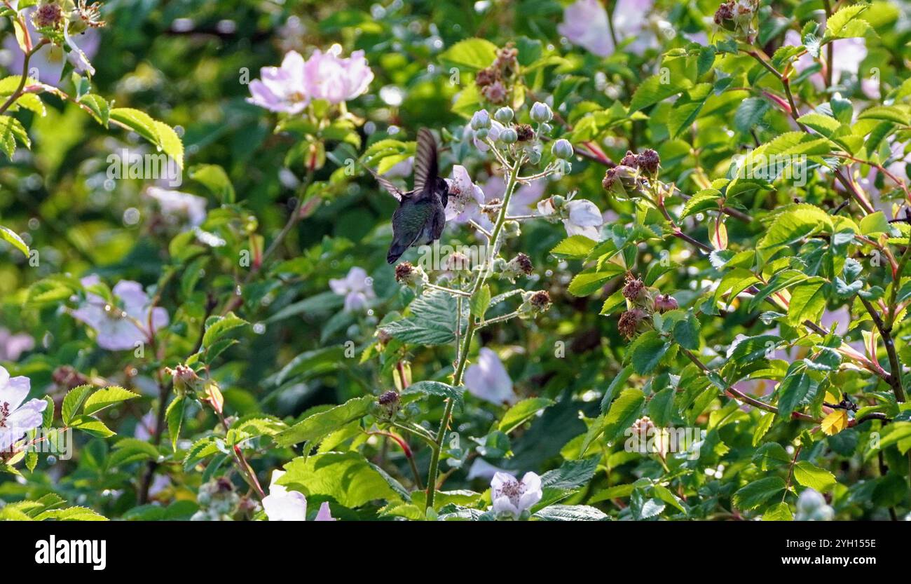 Anna's Hummingbird (Calypte anna Stock Photo - Alamy