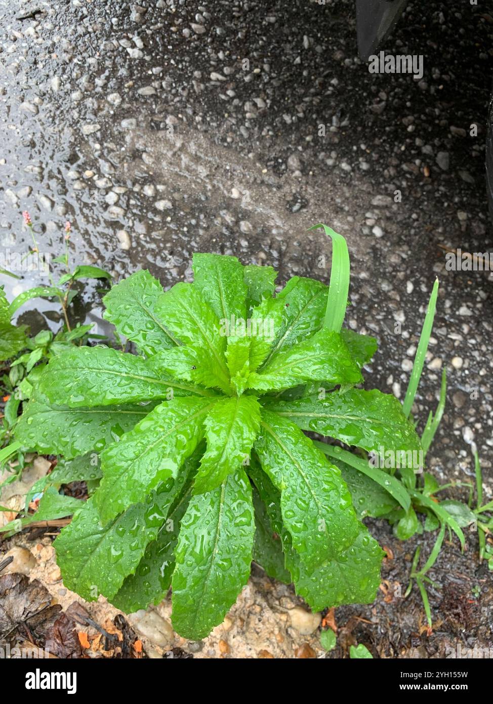American burnweed (Erechtites hieraciifolius Stock Photo - Alamy