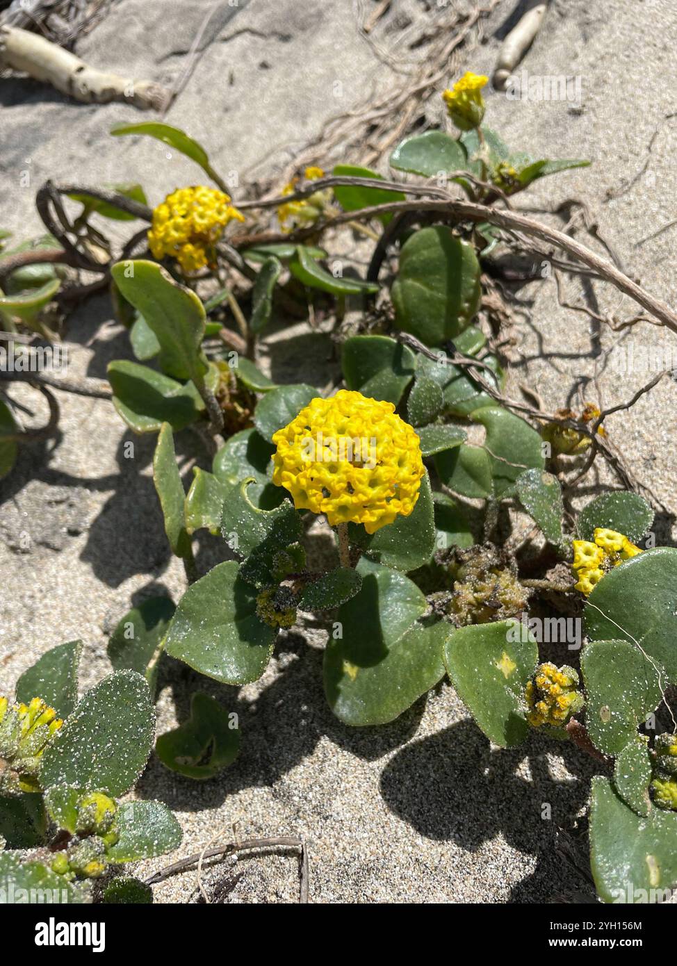 Yellow Sand Verbena (Abronia latifolia Stock Photo - Alamy