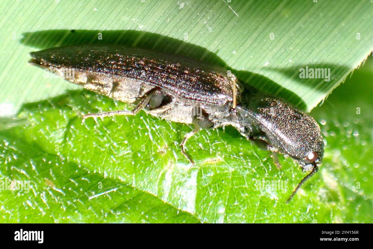 Click Beetles (Elateridae Stock Photo - Alamy