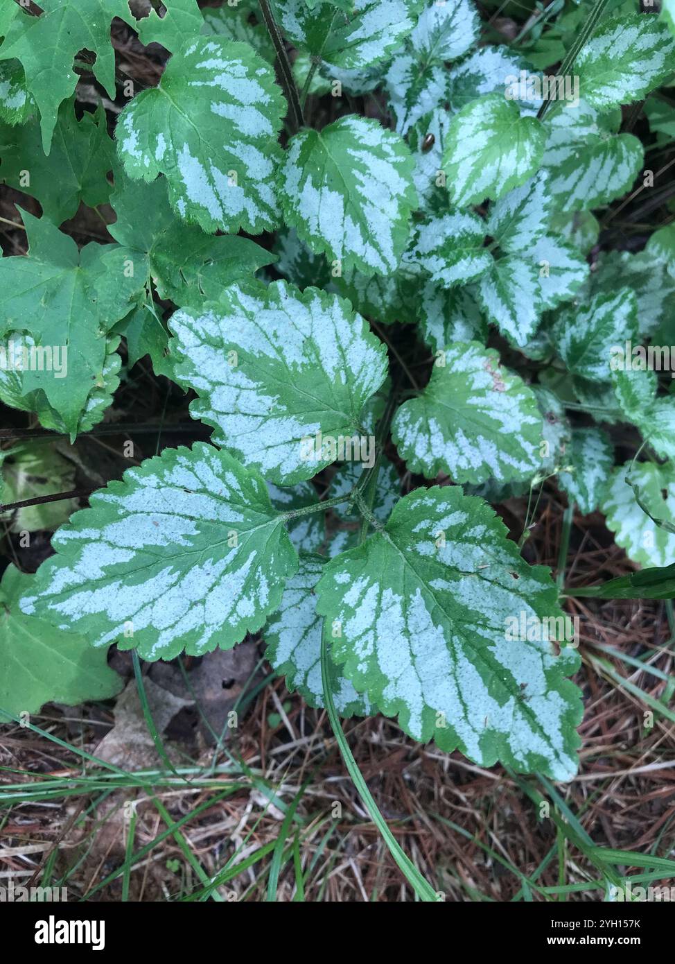 Variegated Yellow Archangel (Lamium galeobdolon argentatum Stock Photo ...