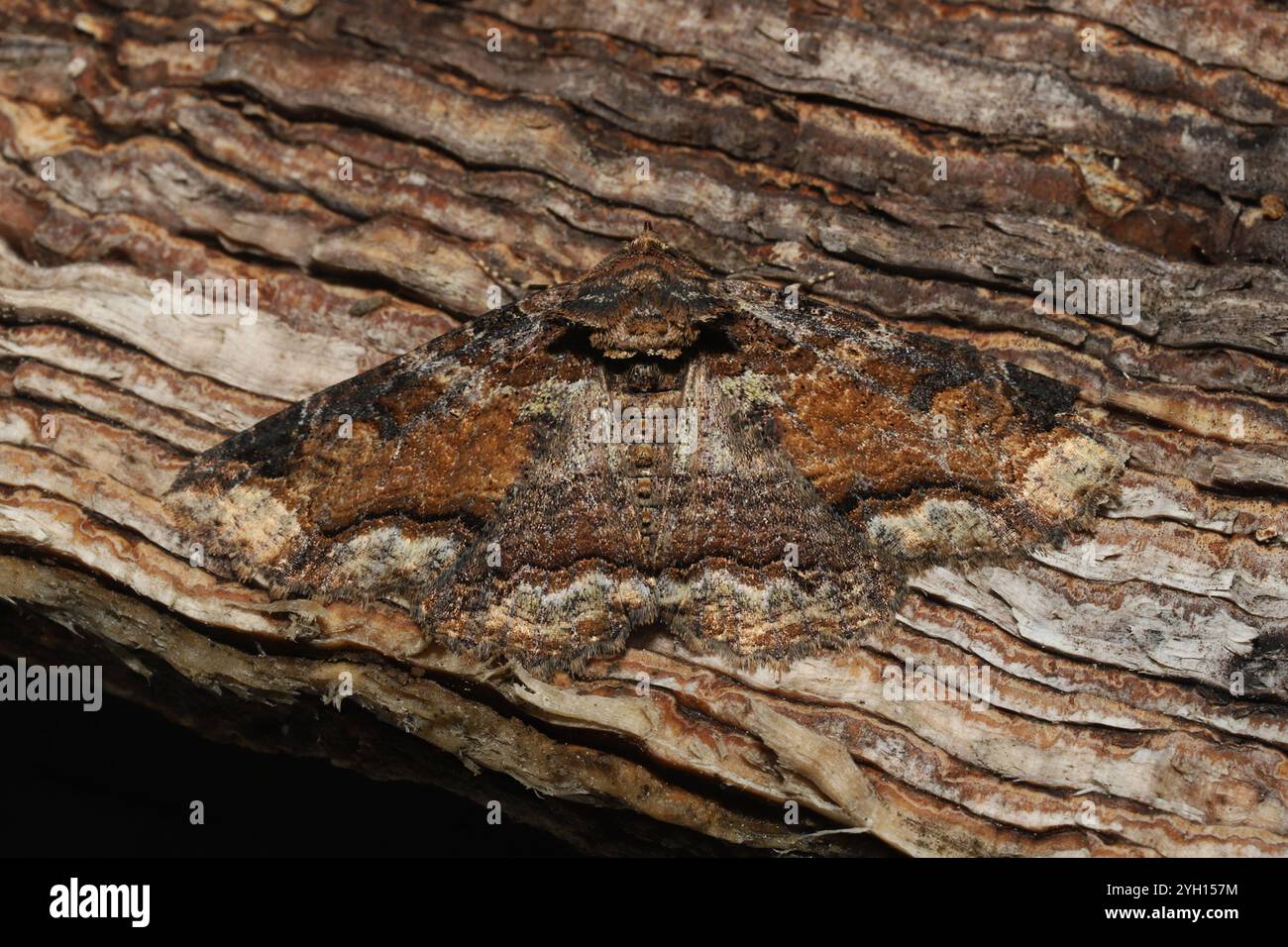 Colorful Zale Moth (Zale minerea Stock Photo - Alamy