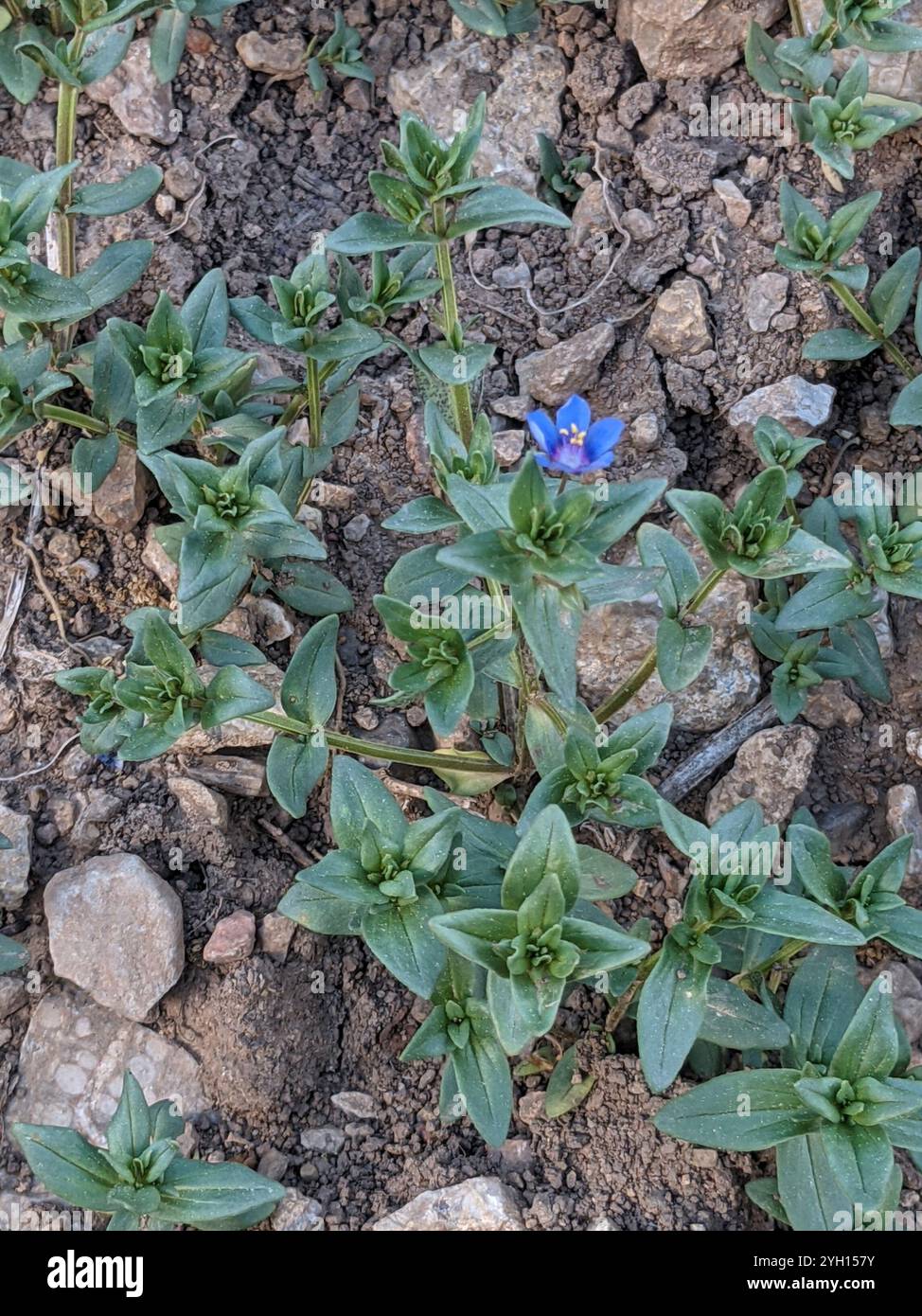 Lysimachia foemina hi-res stock photography and images - Alamy