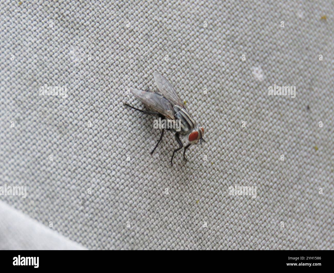 Common House Fly (Musca domestica Stock Photo - Alamy