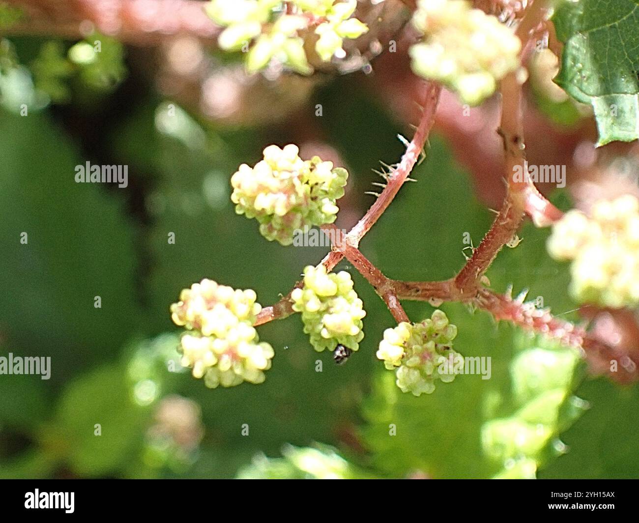 nettle family (Urticaceae Stock Photo - Alamy