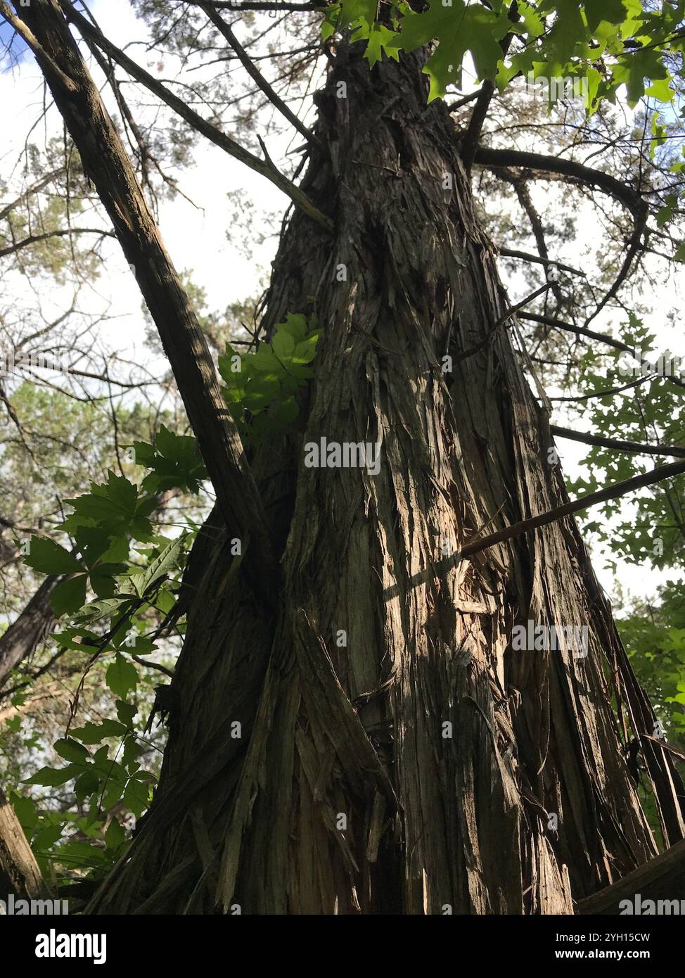 Ashe juniper (Juniperus ashei Stock Photo - Alamy