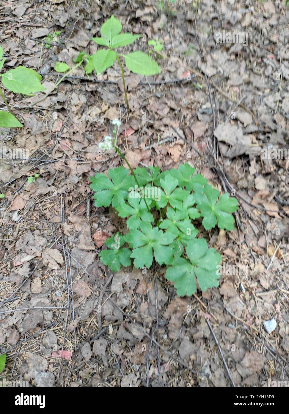 wood sanicle (Sanicula europaea Stock Photo - Alamy