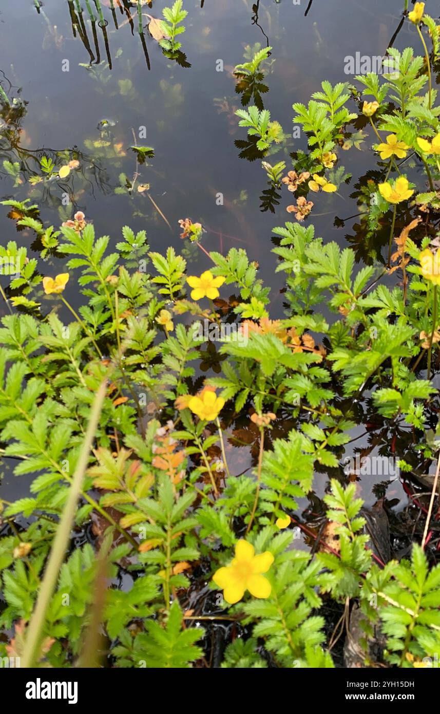 Pacific silverweed (Argentina pacifica Stock Photo - Alamy