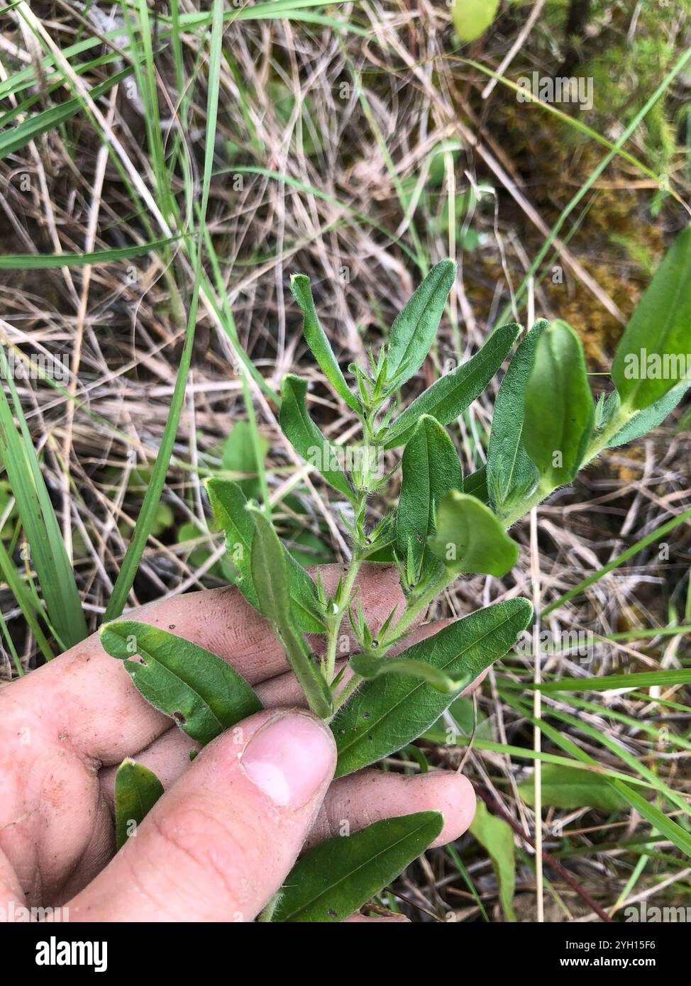 hoary puccoon (Lithospermum canescens Stock Photo - Alamy