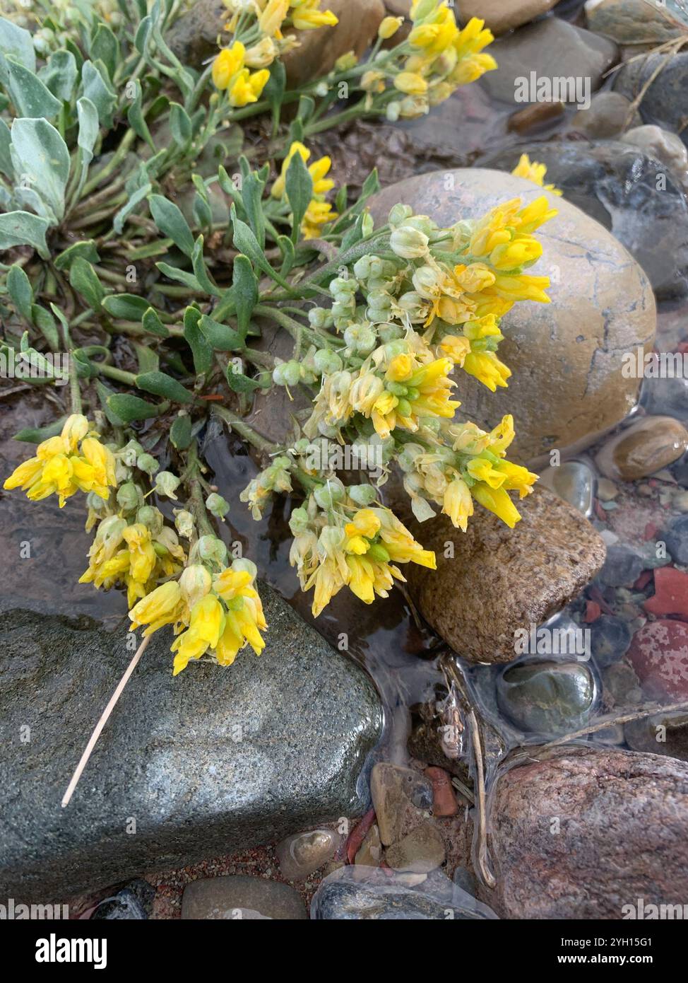 Double Twinpod (Physaria didymocarpa Stock Photo - Alamy