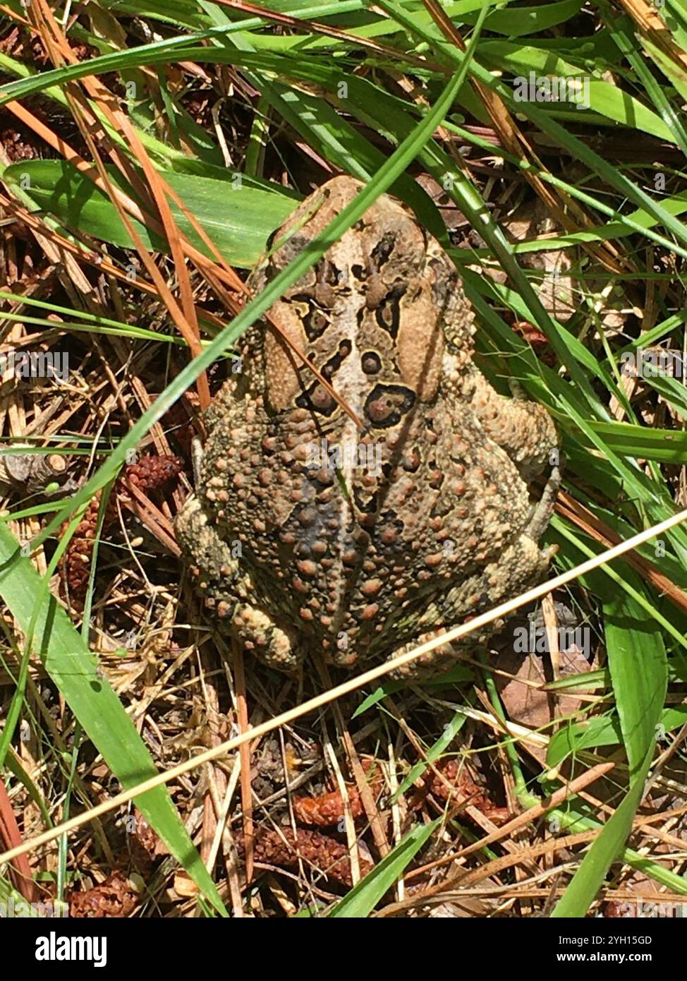 Southern Toad (Anaxyrus terrestris Stock Photo - Alamy