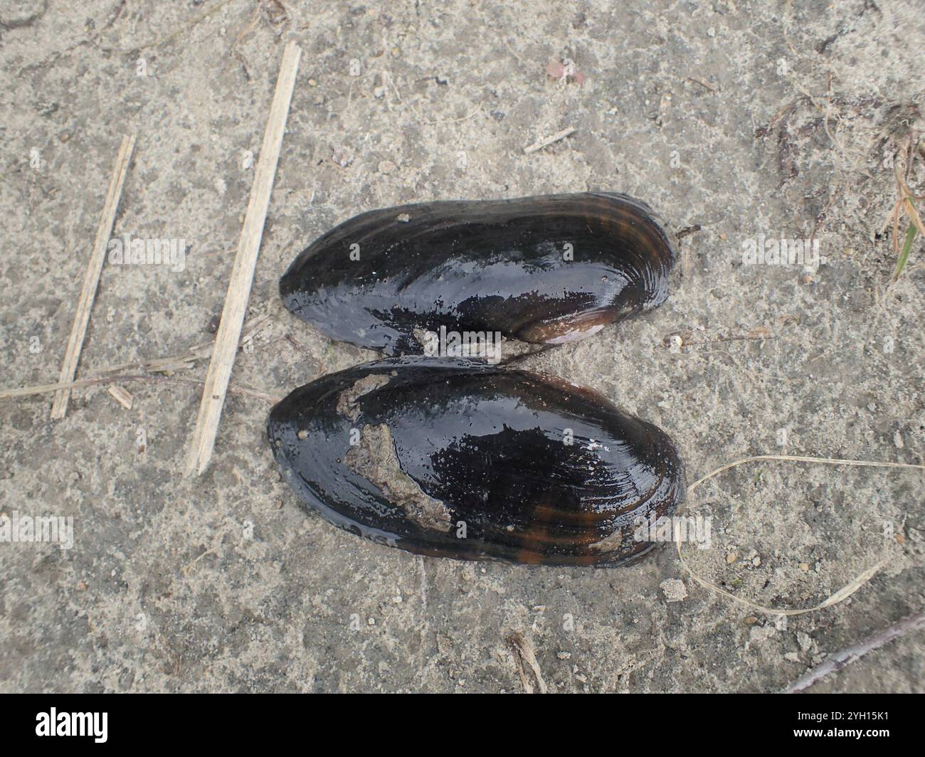 Black Sandshell (Ligumia recta Stock Photo - Alamy