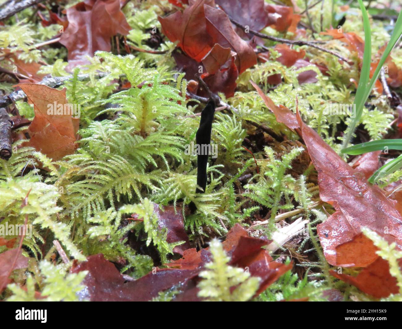 Earth Tongues (Geoglossum Stock Photo - Alamy
