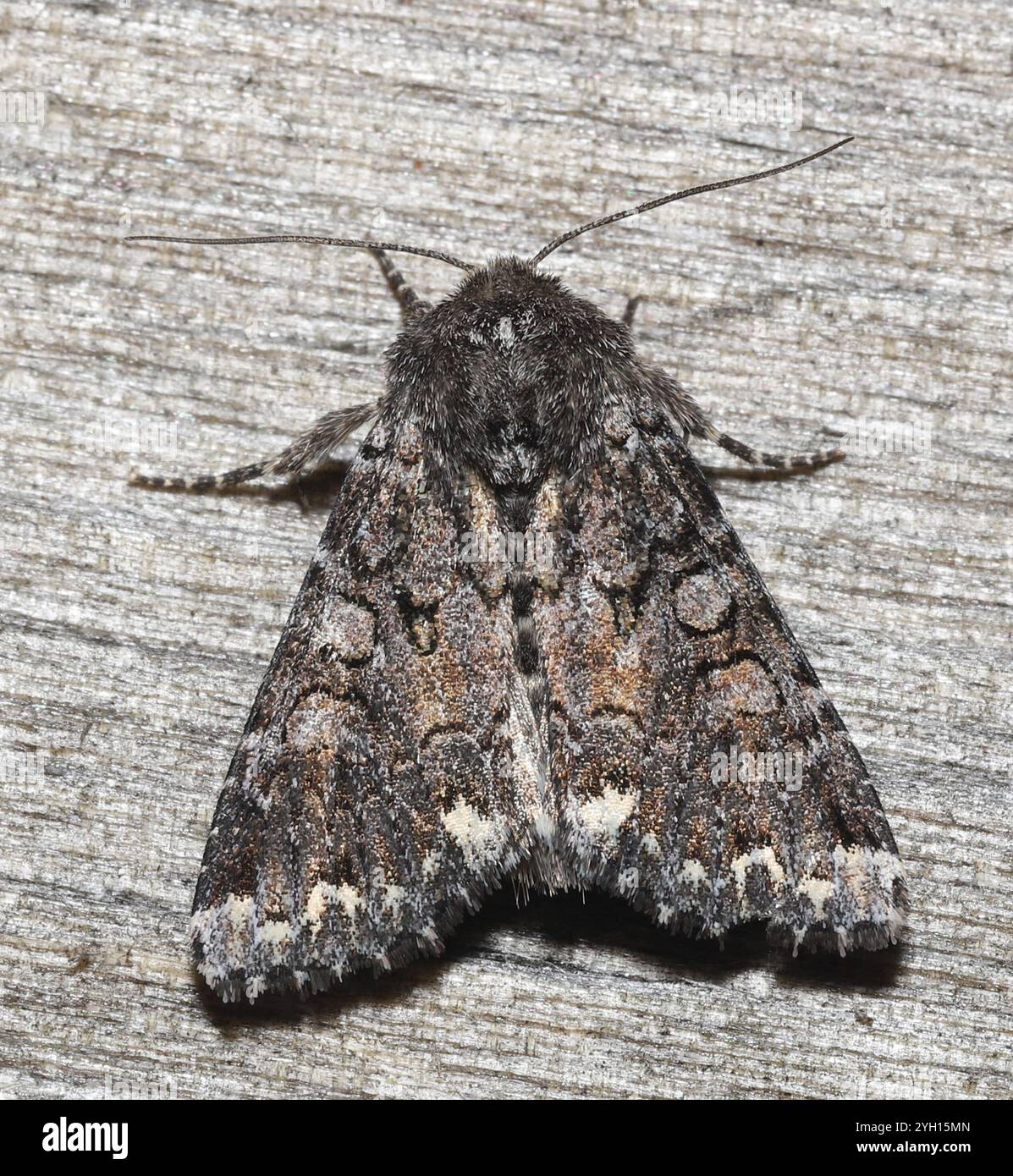 Cutworms and Dart Moths (Noctuinae Stock Photo - Alamy