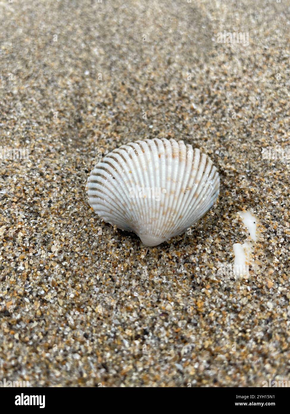 Clinocardium hi-res stock photography and images - Alamy