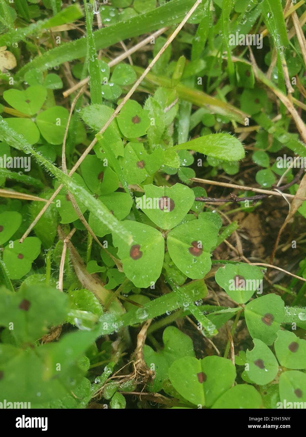 Spotted medick (Medicago arabica Stock Photo - Alamy