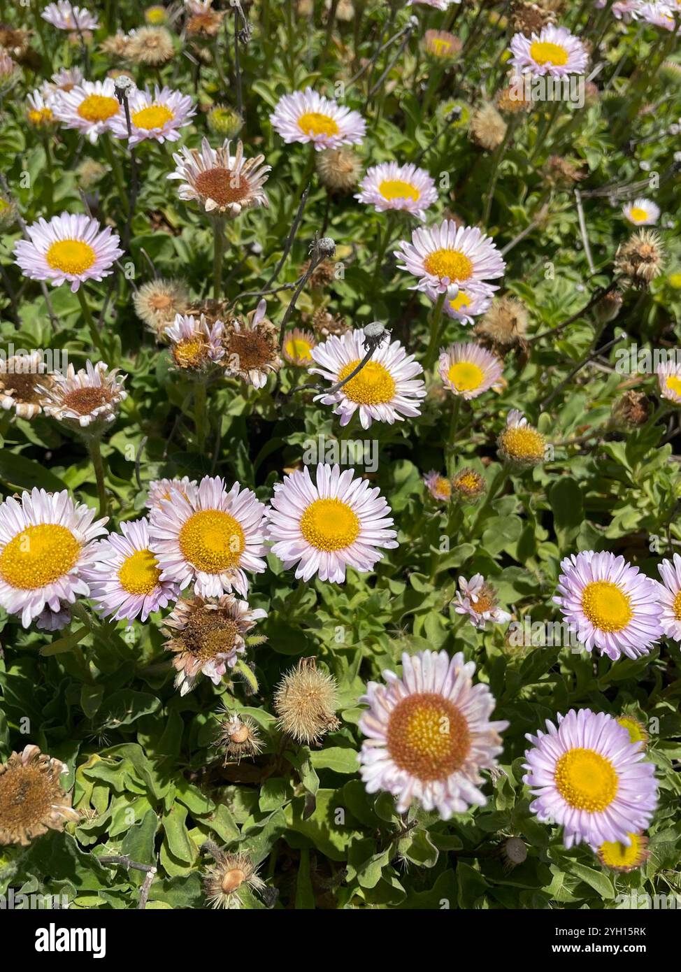 seaside daisy (Erigeron glaucus Stock Photo - Alamy