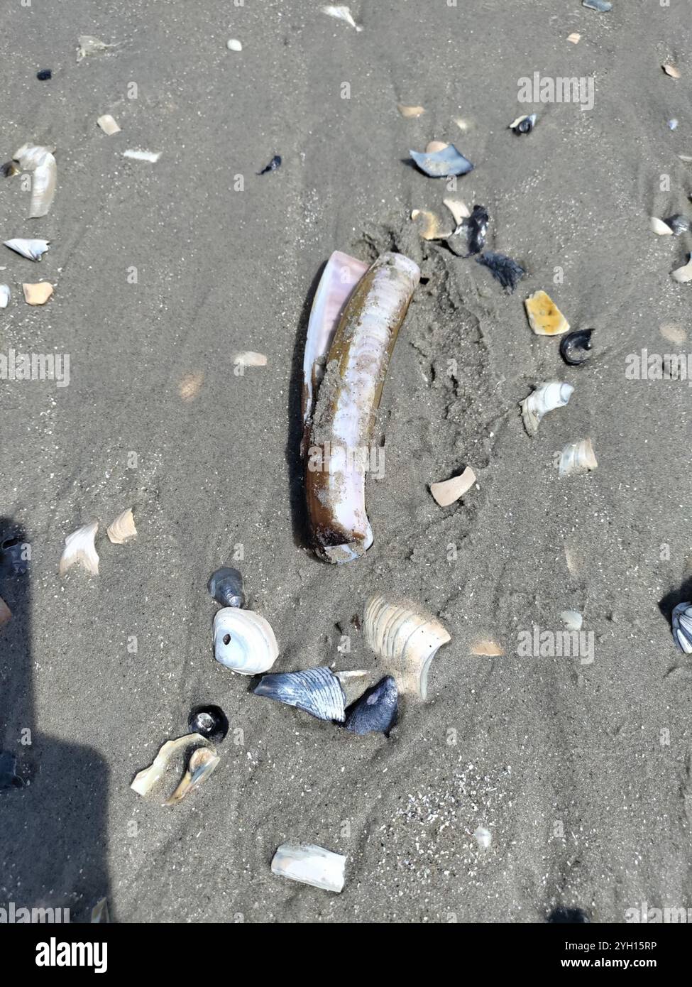 Ensis leei hi-res stock photography and images - Alamy