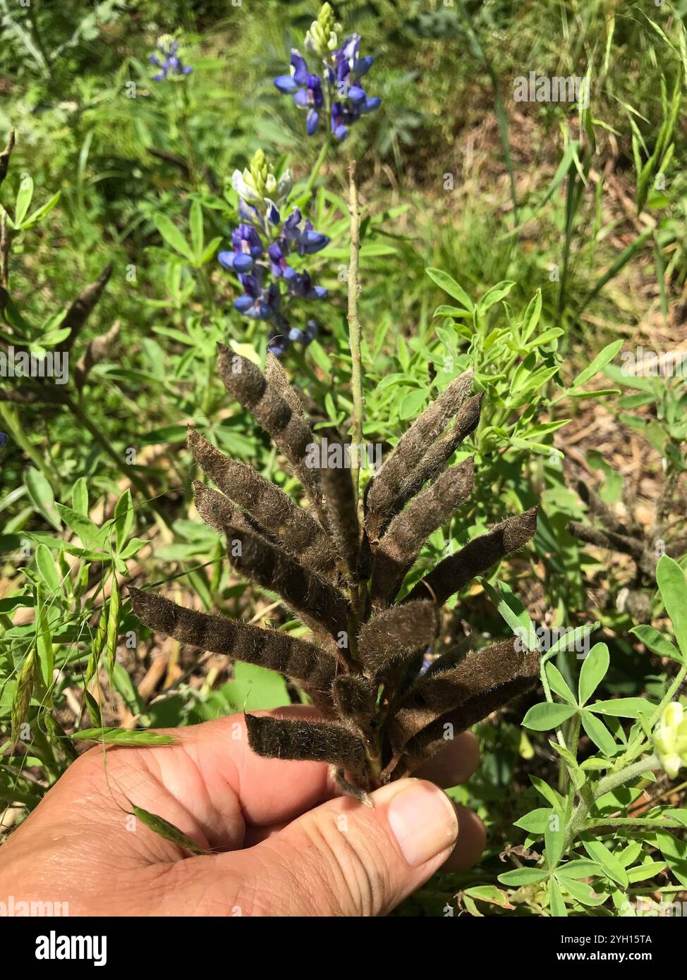 Texas bluebonnet (Lupinus texensis Stock Photo - Alamy