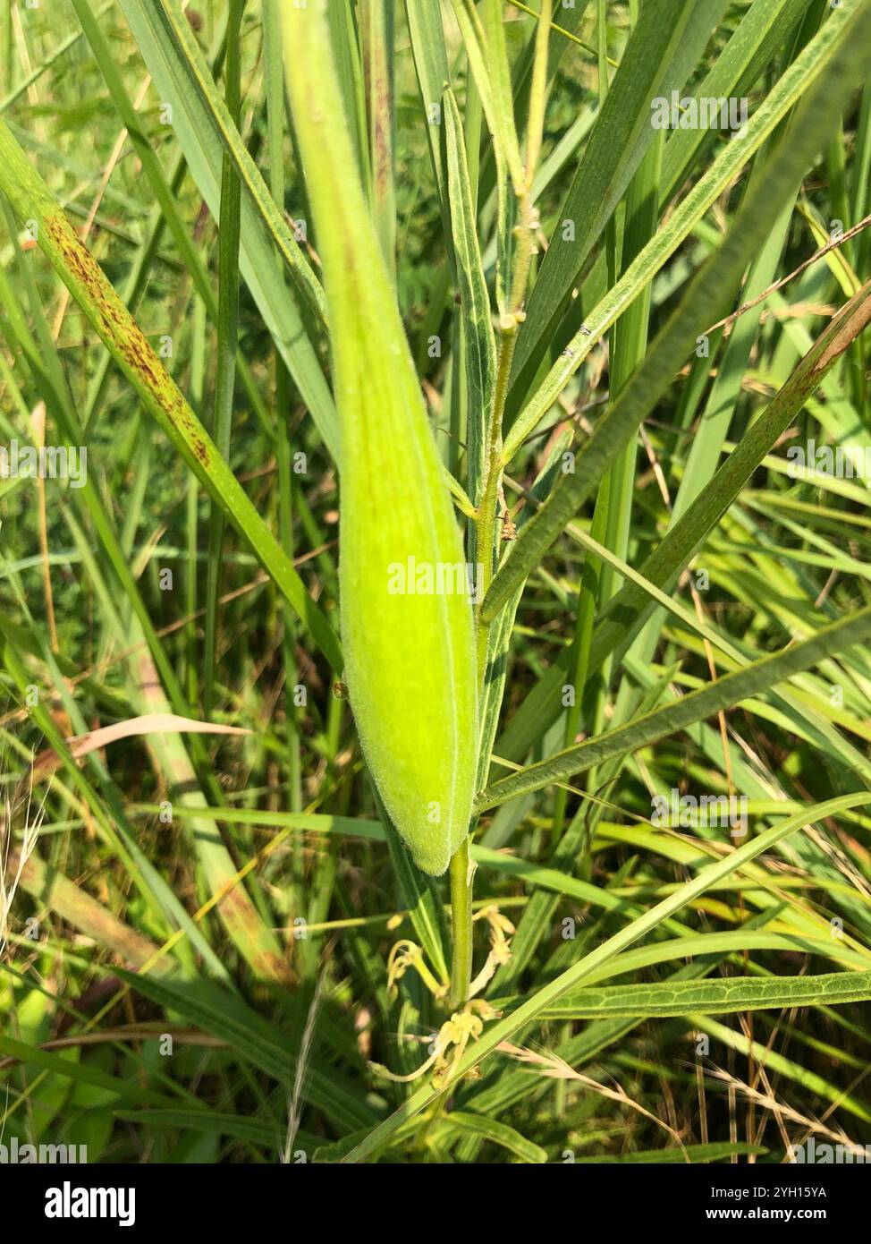 tall green milkweed (Asclepias hirtella Stock Photo - Alamy