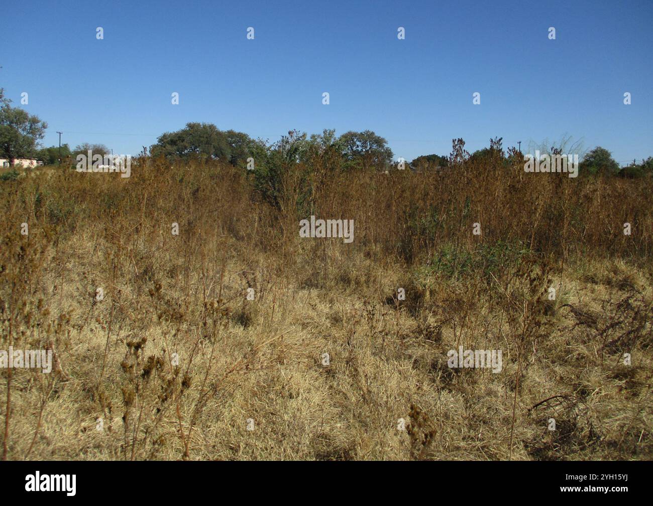 wild marigold (Tagetes minuta Stock Photo - Alamy
