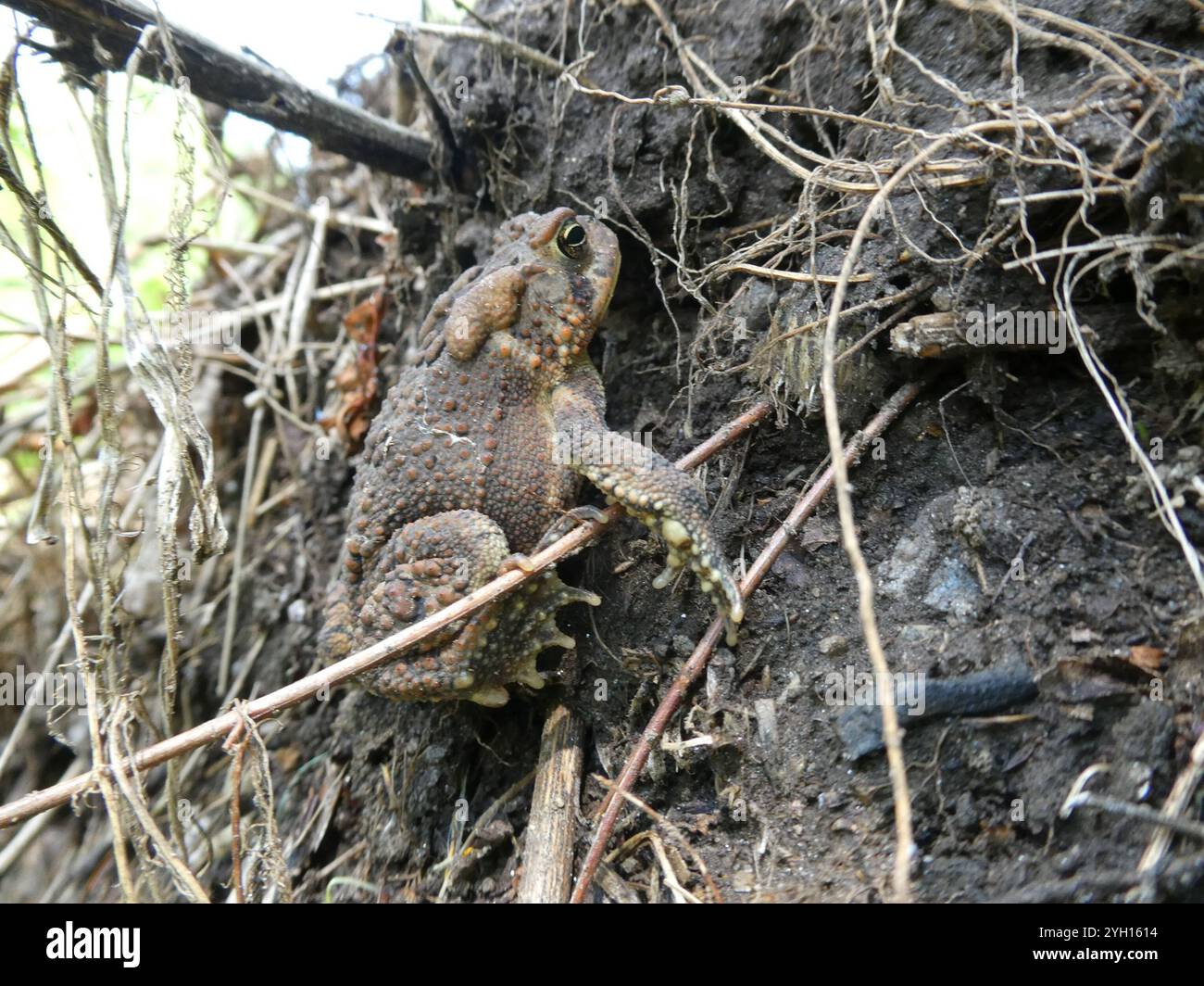 American Toad (Anaxyrus americanus Stock Photo - Alamy