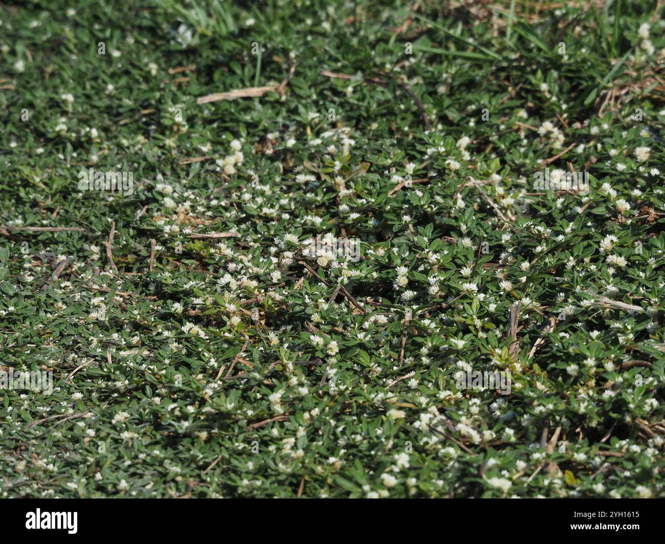 Smooth Joyweed (Alternanthera paronychioides Stock Photo - Alamy